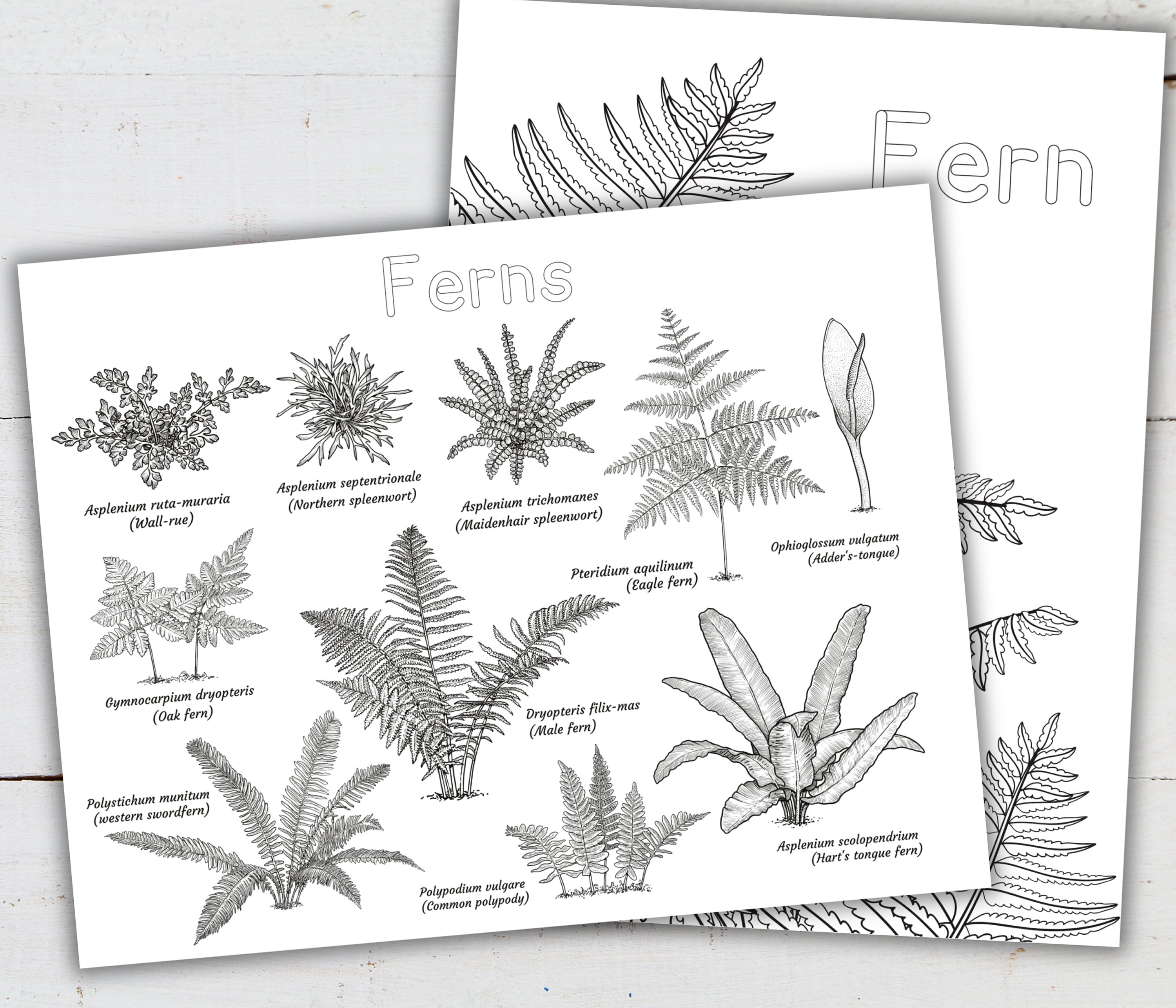Ferns Unit Study: Life Cycle, Anatomy, Family Style Activities ...