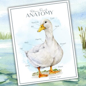 DUCK Anatomy, Poster and Labeling Activity, Homeschool, Instant ...