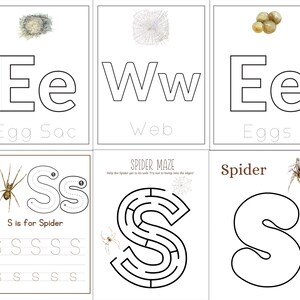 Spider Unit Study: Life Cycle, Anatomy, Homeschool Printable (instant ...