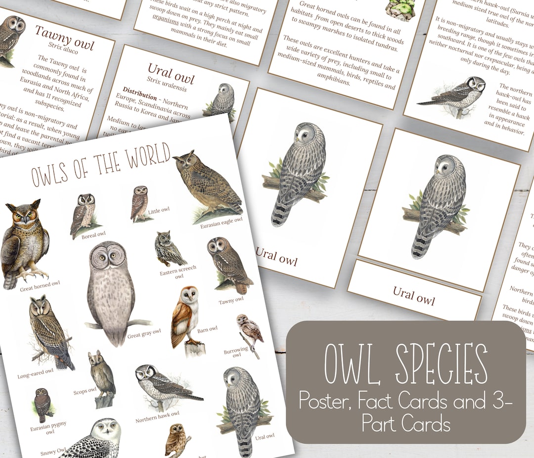Owls Mini Poster: Fact Cards & 3-part Montessori Cards (digital ...