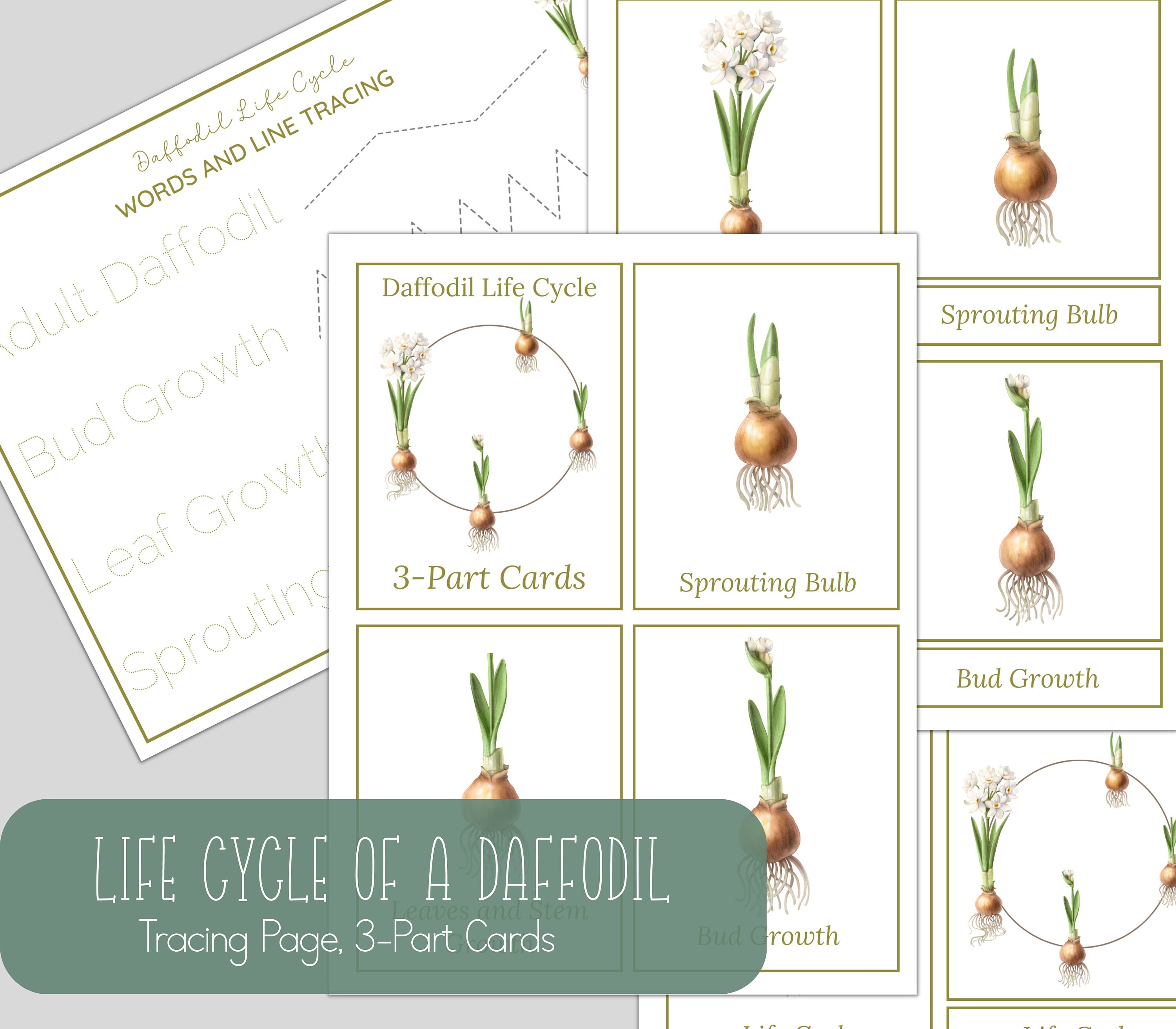 DAFFODIL Unit Study Life Cycle Anatomy Nature Study - Etsy UK