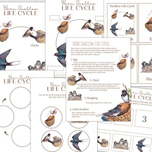 Swallow Unit Study: Homeschool Science, Anatomy & Life Cycle (instant ...