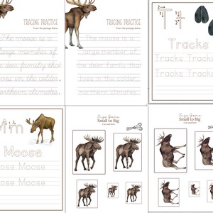 MOOSE Unit Study, Life Cycle, Anatomy, Nature Study, Science ...