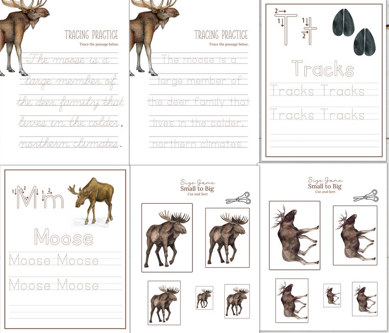 Moose Unit Study: Homeschool Science, Anatomy & Life Cycle (printable ...