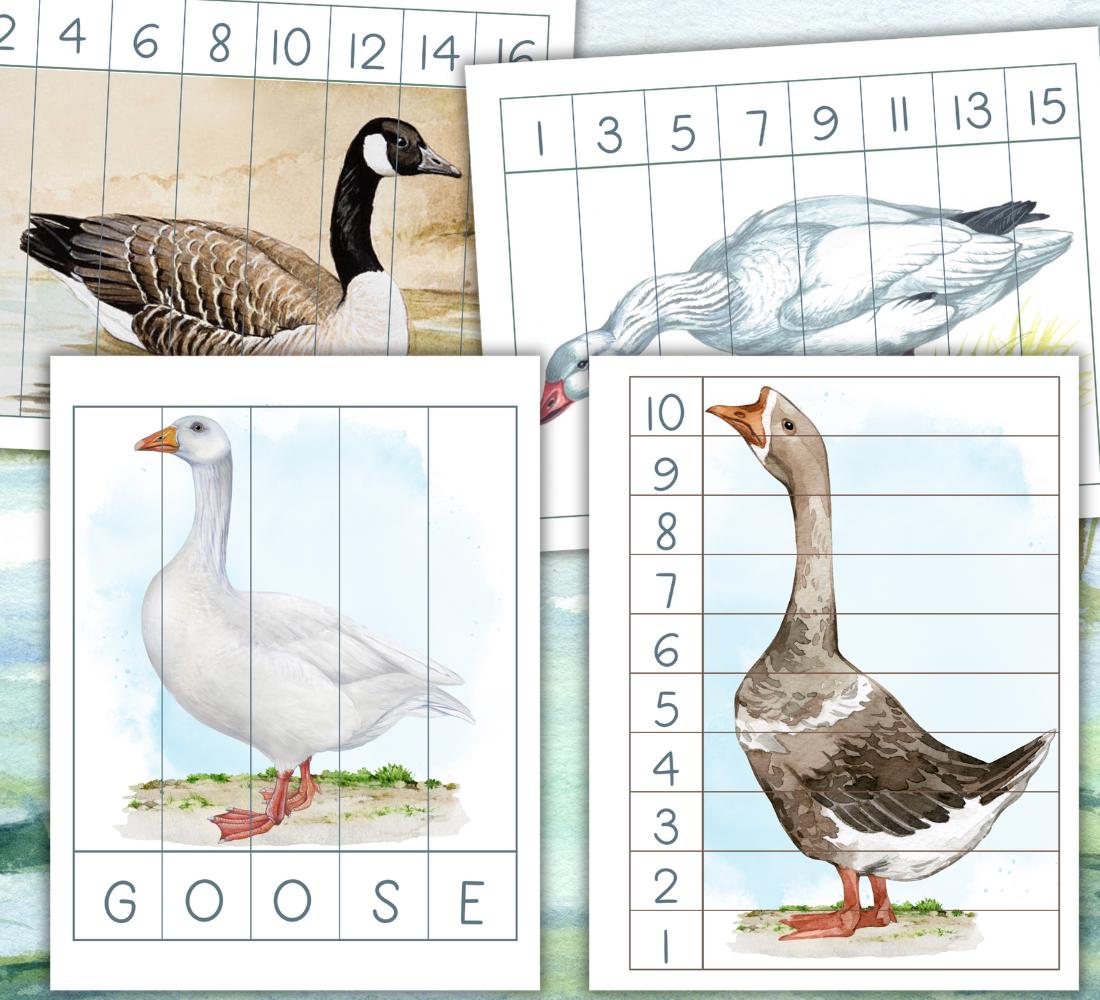 Goose Unit Study: Life Cycle, Anatomy, and Activities (homeschool ...