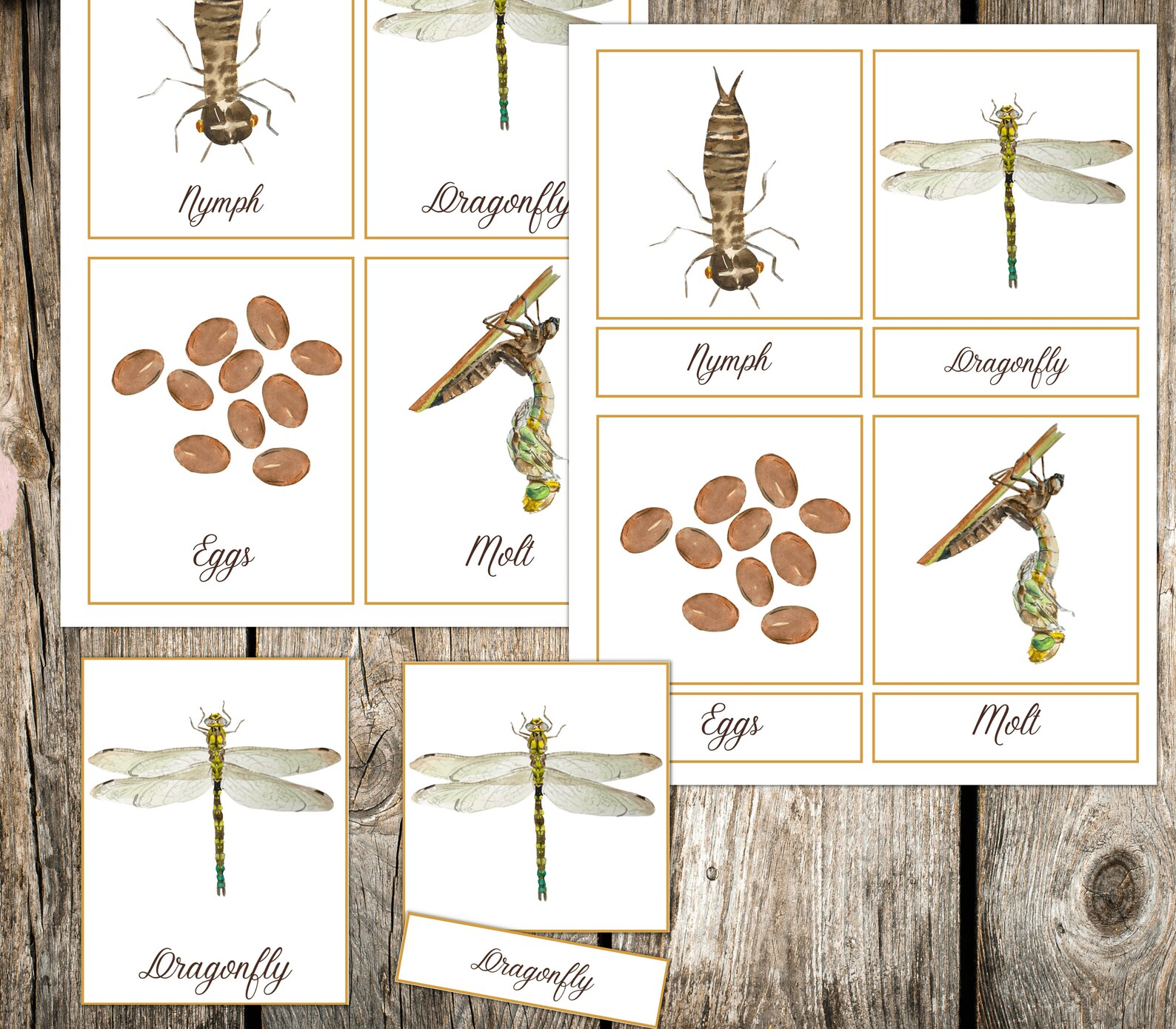 DRAGONFLY Unit Study Life Cycle Anatomy Nature Study - Etsy