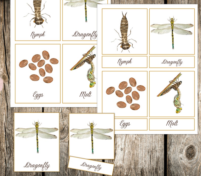 DRAGONFLY Unit Study Life Cycle Anatomy Nature Study | Etsy