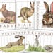 Rabbit and Hare Unit Study: Homeschool Printable (instant Download) - Etsy
