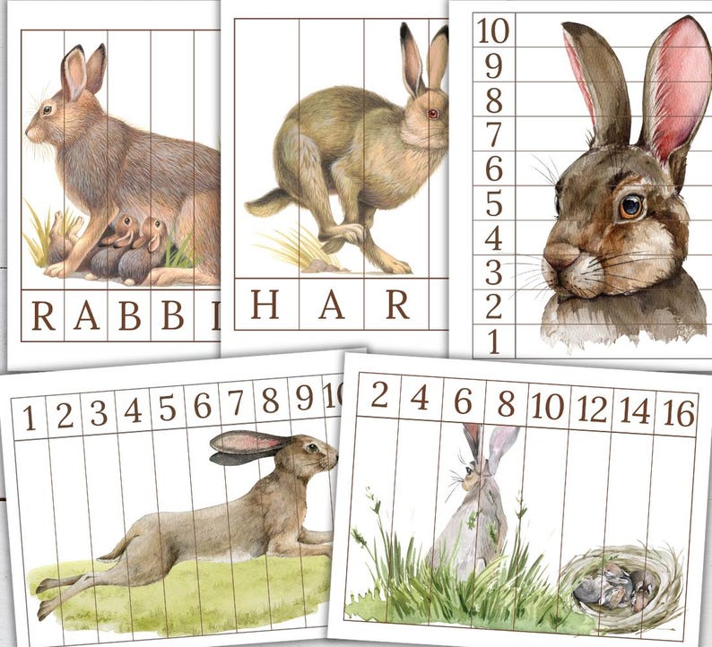 Rabbit and Hare Unit Study: Homeschool Printable (instant Download) - Etsy