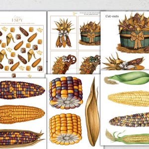 Corn Unit Study: Life Cycle, Anatomy, Homeschool Printable (instant ...