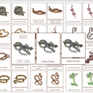 SNAKES Mini Poster, Fact Cards and 3 Part Cards, Nature, Digital DIY ...
