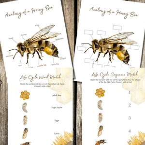 Honey Bees and Beekeeping Study Unit Life Cycle Anatomy - Etsy