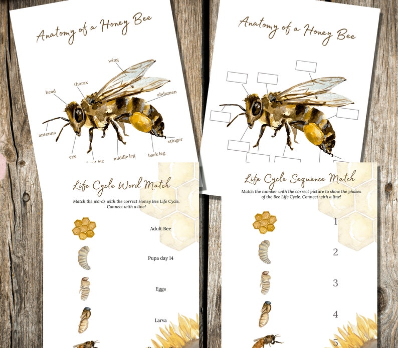 Honey Bees and Beekeeping Study Unit Life Cycle Anatomy - Etsy
