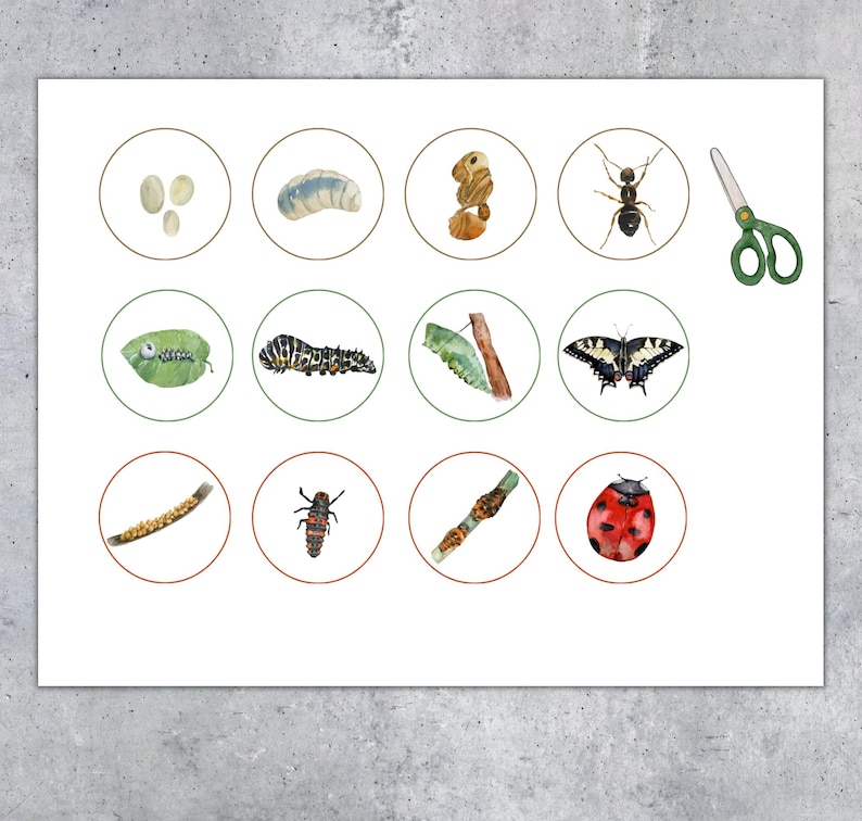 MINIBEASTS Life Cycle Printable 5x7" Flashcards and Matching Worksheets ...