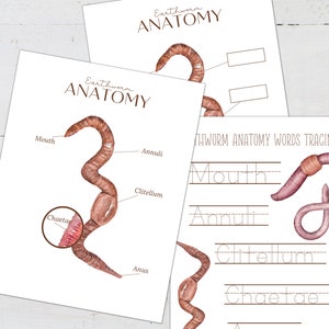 EARTHWORM Study Unit, Life Cycle, Anatomy, Nature Study, Science ...