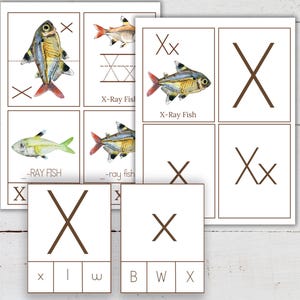 LETTER of the WEEK, X is for X-ray Fish, Letter X Activities, Alphabet ...
