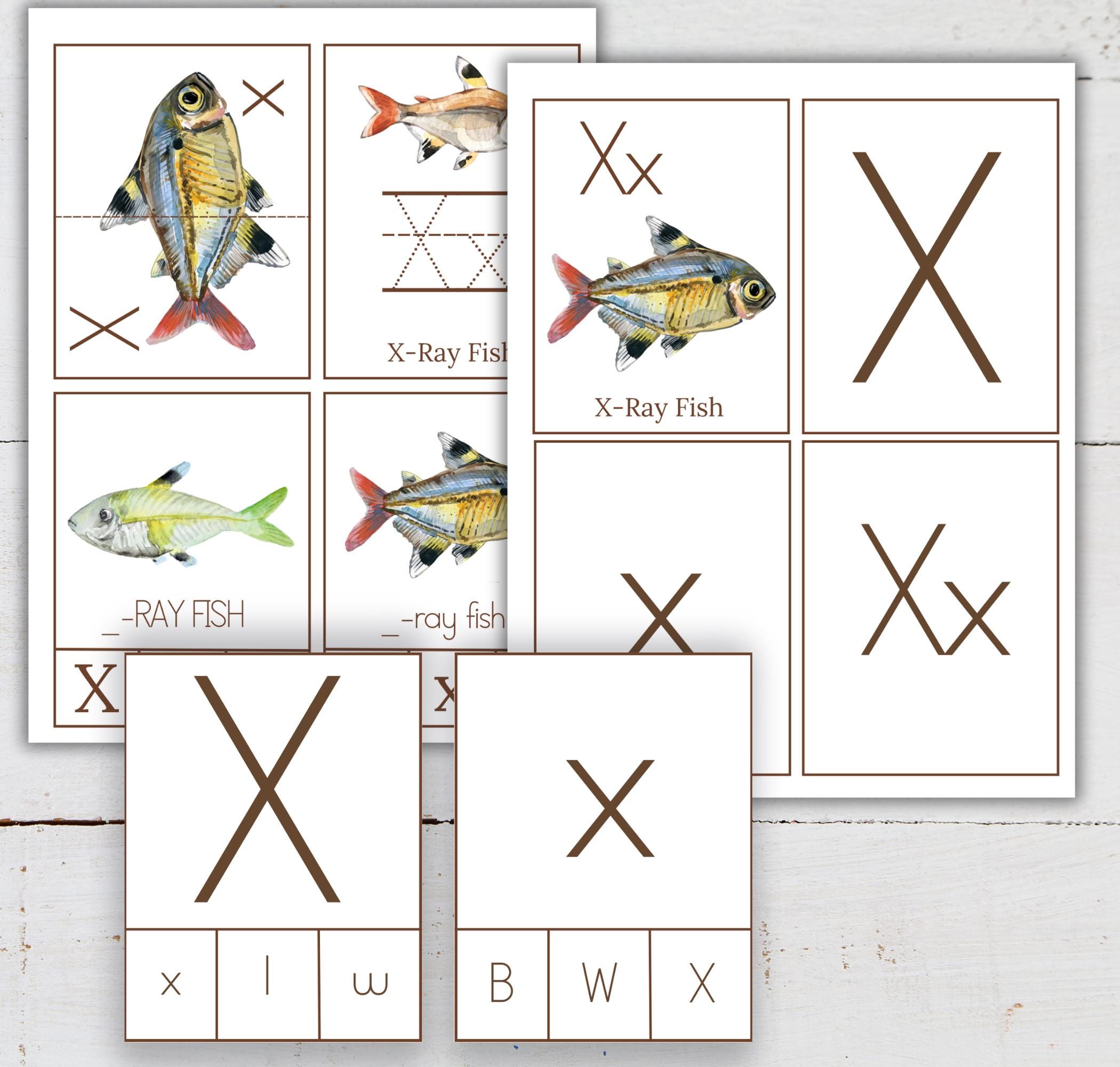 Letter X Activity: X-ray Fish Alphabet Learning (printable Digital ...