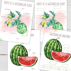 WATERMELON Unit Study, Life Cycle, Anatomy, Nature Study, Science ...