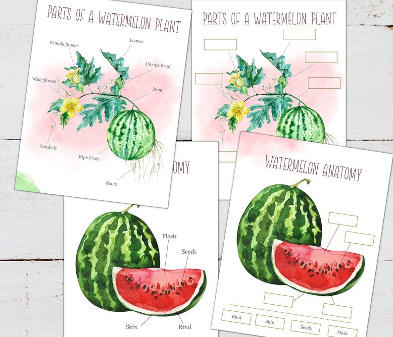 WATERMELON Unit Study, Life Cycle, Anatomy, Nature Study, Science ...