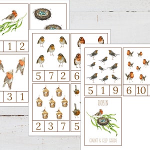 EUROPEAN ROBIN Unit Study, Life Cycle, Anatomy, Nature Study, Science ...