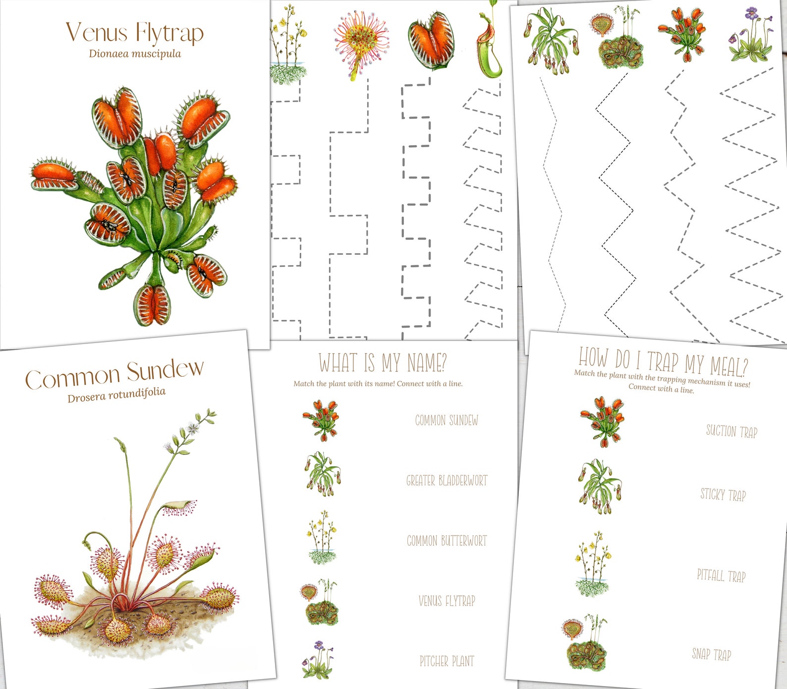 CARNIVOROUS PLANTS Unit Study, Anatomy, Nature Study, Science ...