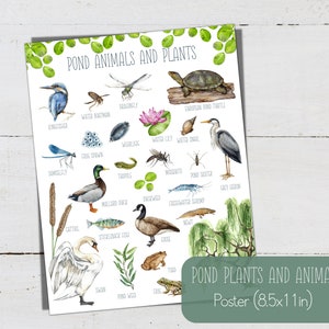 POND ECOSYSTEM Mini Poster, Fact Cards and 3 Part Cards, Nature ...