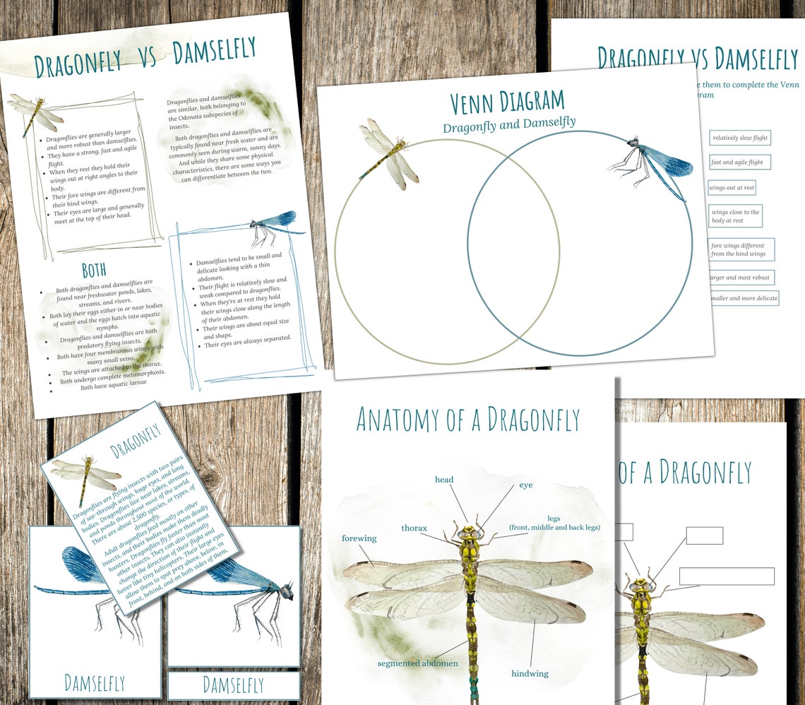POND Unit Study Animals and Plants Unit Life Cycle Anatomy - Etsy