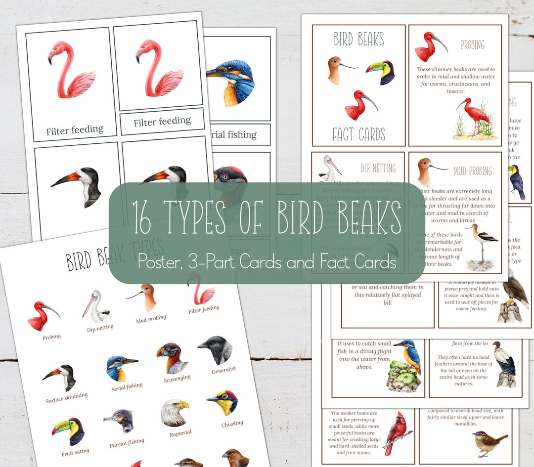 BIRD BEAKS Poster, Fact Cards and 3-part Cards, Homeschool, INSTANT ...