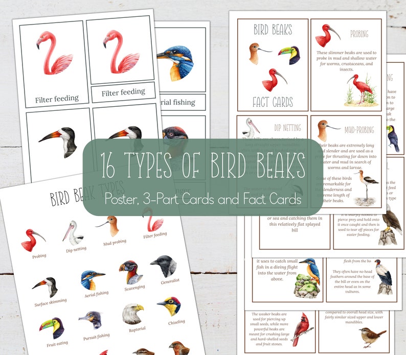 BIRD BEAKS Poster Fact Cards and 3-part Cards Homeschool - Etsy