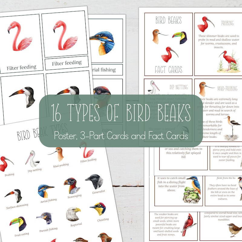 Beak Cards - Etsy