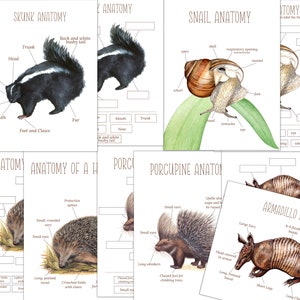 ANIMAL DEFENSES Unit Study, Anatomy, Nature Study, Science, Handwriting ...