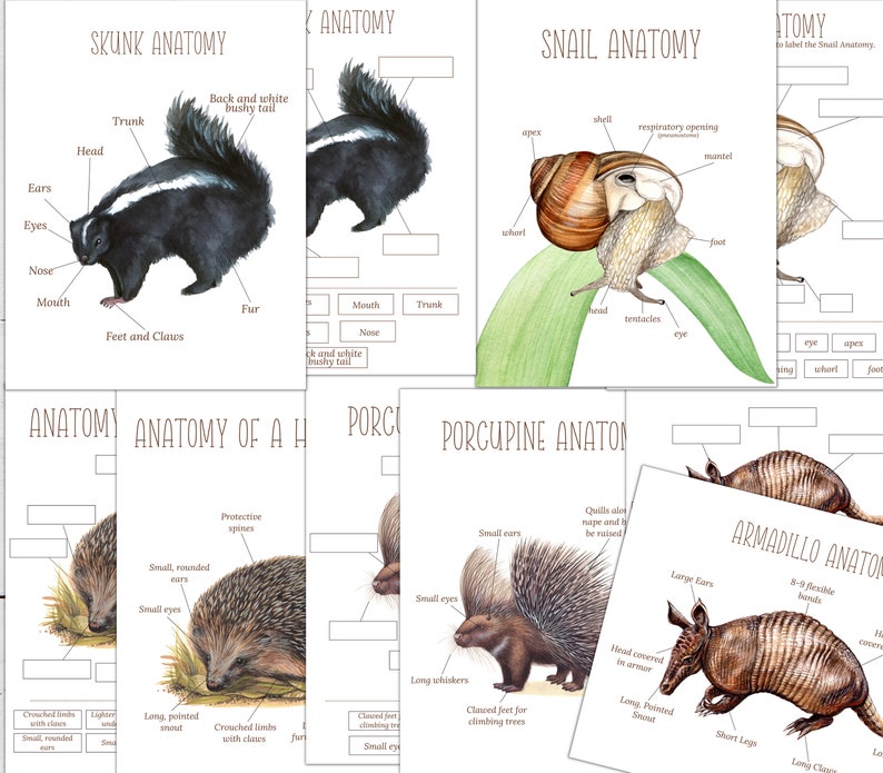 ANIMAL DEFENSES Unit Study, Anatomy, Nature Study, Science, Handwriting ...