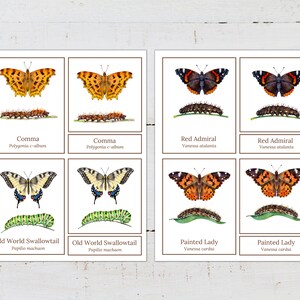 BUTTERFLIES and CATERPILLARS Mini Poster + 3-part Cards + Fact Cards ...