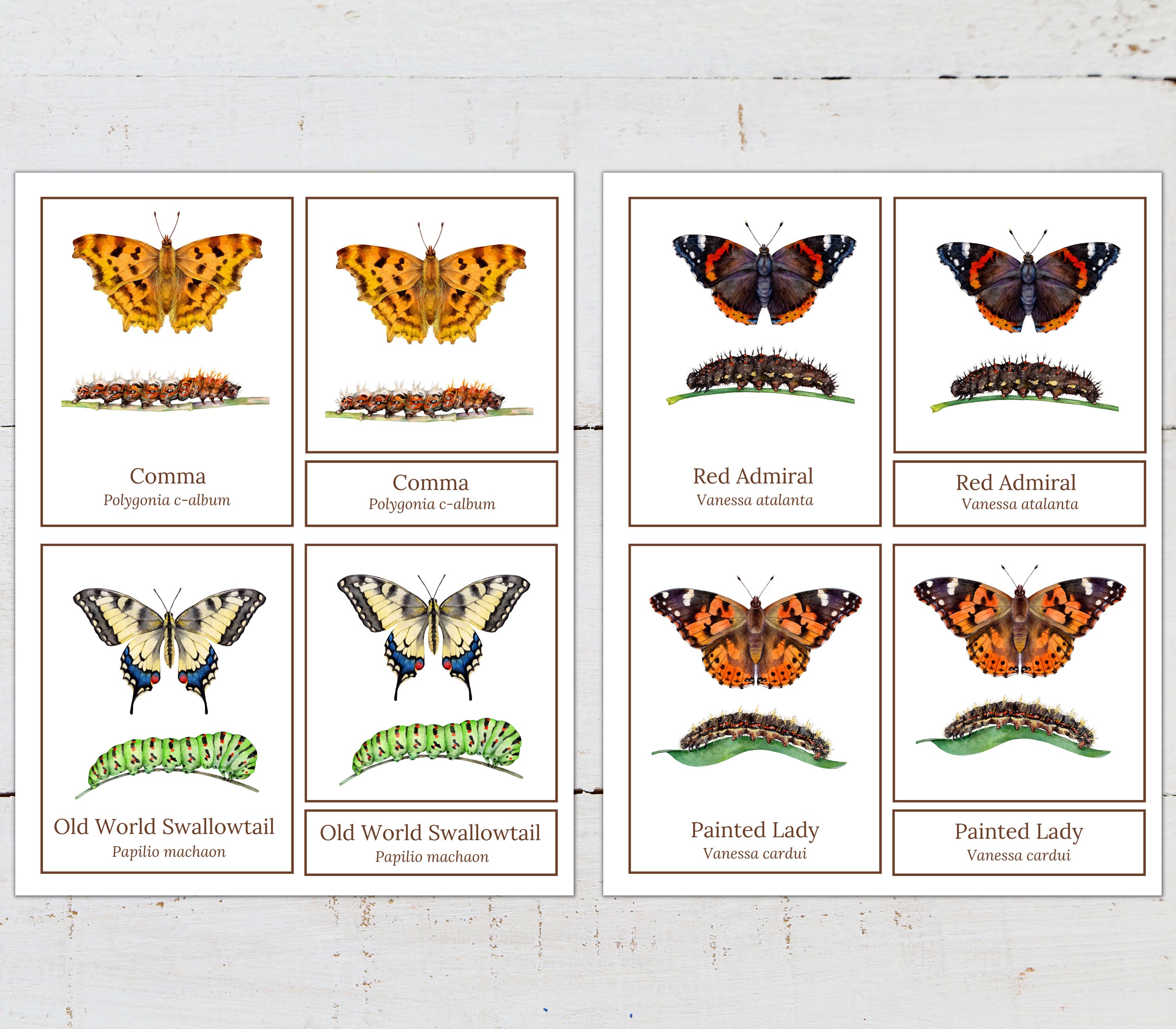 BUTTERFLIES and CATERPILLARS Mini Poster + 3-part Cards + Fact Cards ...