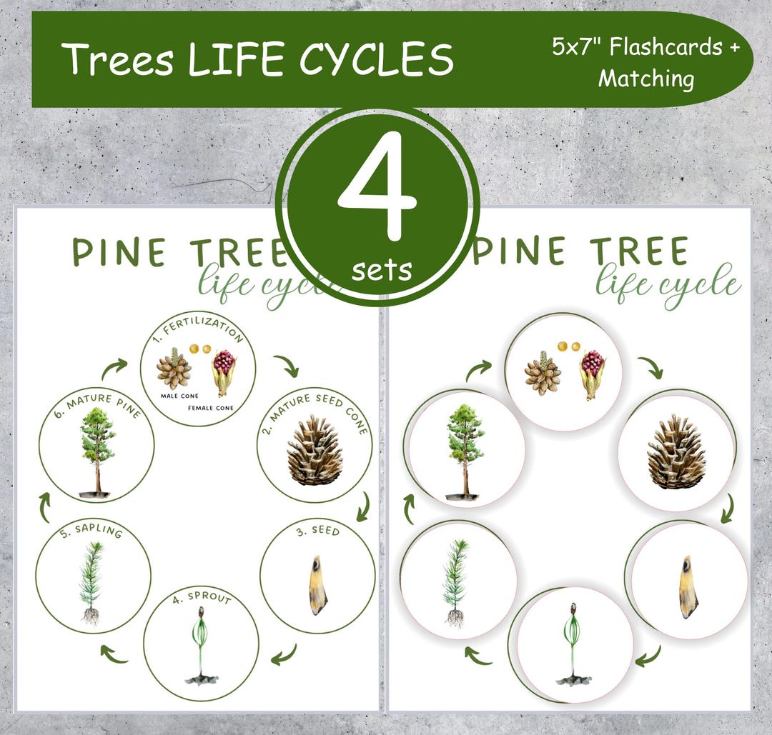 TREES Life Cycle Printable 5x7" Flashcards and Matching Worksheets (5x7 ...