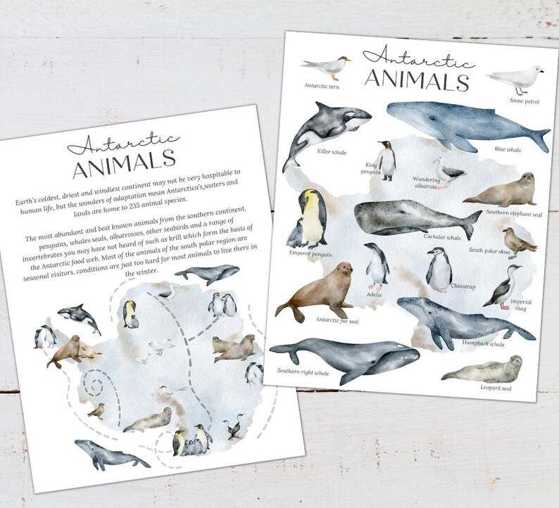 World Animals Unit Study Bundle: Australian, African, Antarctic ...