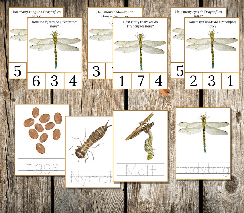 DRAGONFLY Unit Study Life Cycle Anatomy Nature Study | Etsy