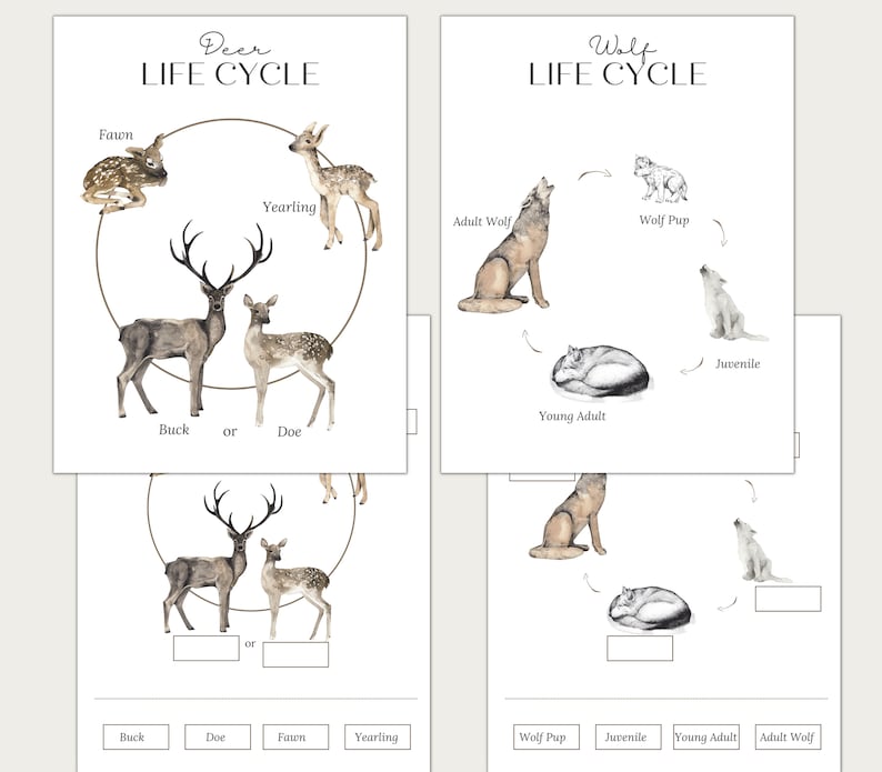 WINTER FOREST ANIMALS Unit Study Anatomy Nature Study - Etsy
