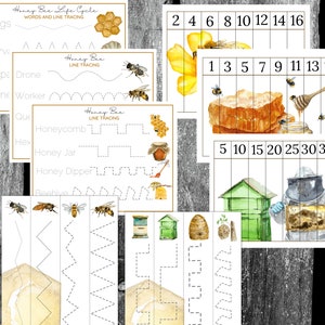 Honey Bees and Beekeeping Study Unit Life Cycle Anatomy - Etsy