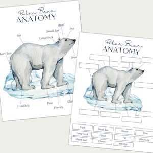 POLAR Bear Unit Study, Life Cycle, Anatomy, Nature Study, Science ...