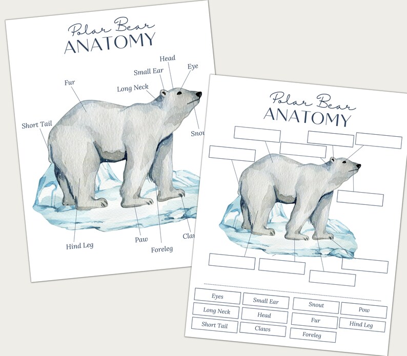 POLAR Bear Unit Study Life Cycle Anatomy Nature Study - Etsy