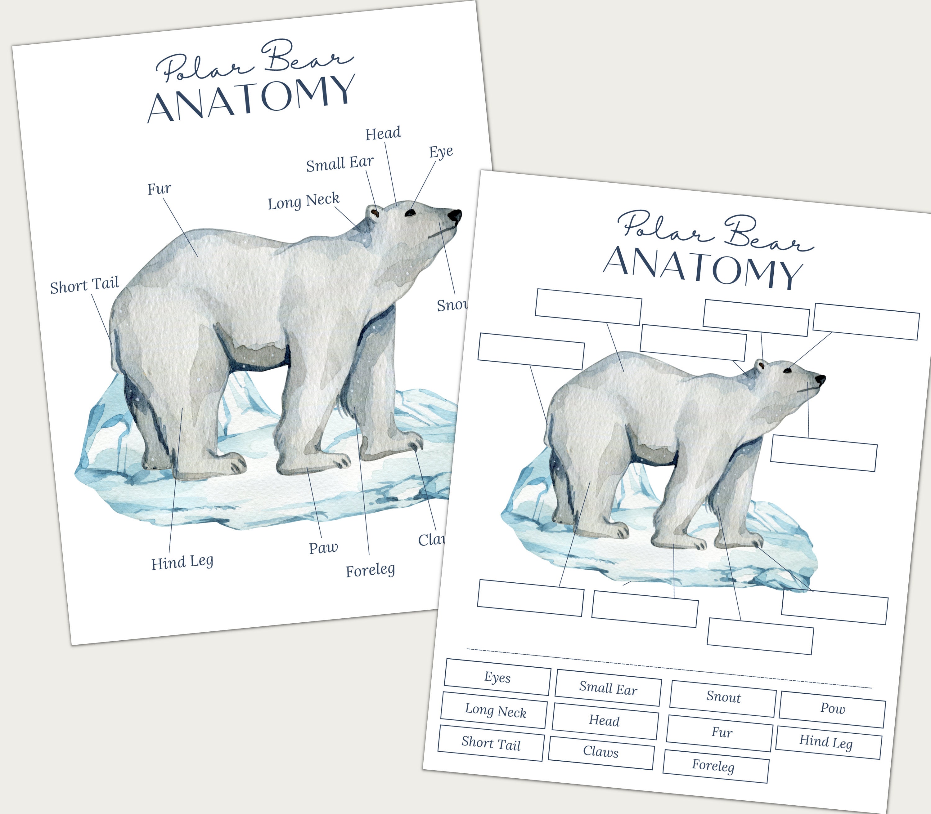 Polar Bear Unit Study: Life Cycle, Anatomy, Homeschool Printable ...