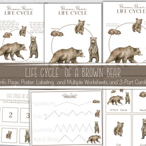 BEARS Unit Study, Life Cycle, Anatomy, Nature Study, Science ...
