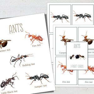 ANT Colony Unit Study, Life Cycle, Anatomy, Nature Study, Science ...