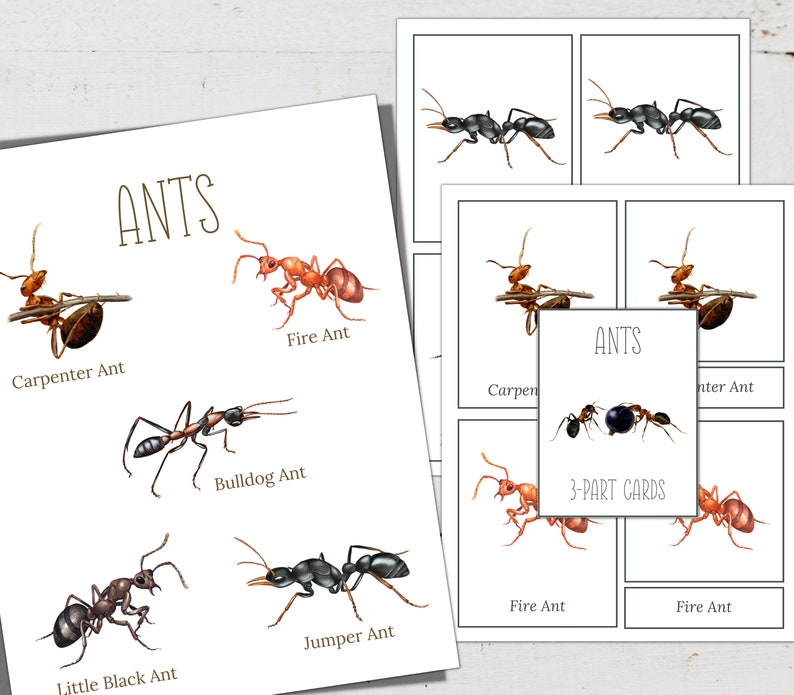 Ant Colony Unit Study: Homeschool Science Printable (instant Download ...