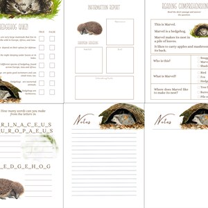 HEDGEHOG Unit Study, Life Cycle, Anatomy, Nature Study, Science ...