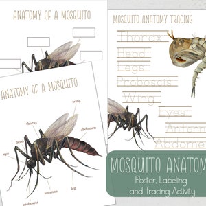 5 POND UNITS BUNDLE, Summer Pond Unit, Mallard Duck Unit, Frogs Unit ...