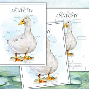 Ducks Unit Study: Life Cycle, Anatomy, Activities (homeschool Printable ...