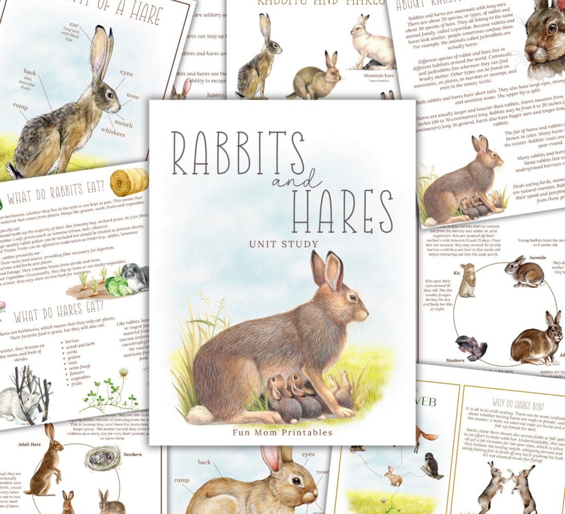 Rabbit and Hare Unit Study: Homeschool Printable (instant Download) - Etsy