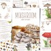 RED FOX Anatomy, Poster and Labeling Activity, Homeschool, Instant ...